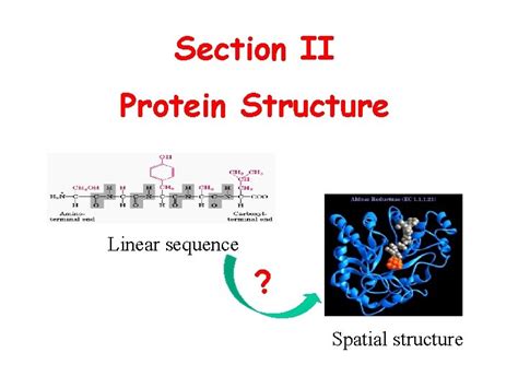 Section Ii Protein Structure Linear Sequence Spatial Structure