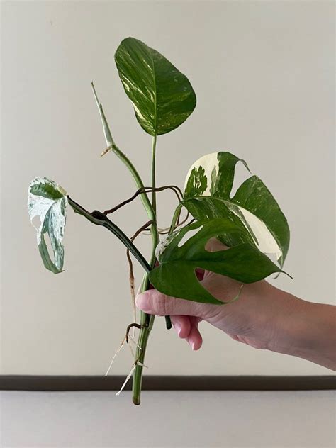 Epipremnum Pinnatum Albo Marble King Cuttings Furniture And Home Living Gardening Plants
