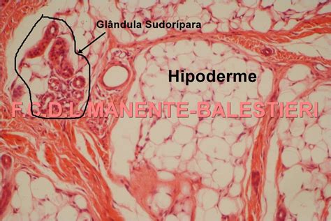 Histologia Fcba Pele E Anexos