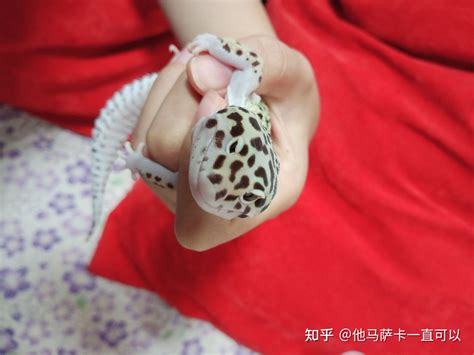 能帮我看一下这是什么品种的守宫吗？谢谢 知乎