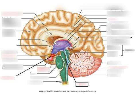 Lab 21 Diagram Quizlet