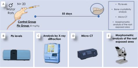 Methodological Steps Of The Experiment With Male Wistar Rats Divided Download Scientific
