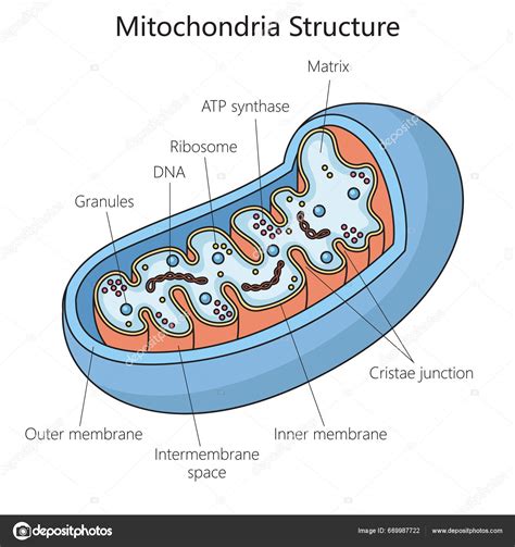 Human Mitokondrier Struktur Diagram Schematisk Vektor Illustration Medicinsk Vetenskap