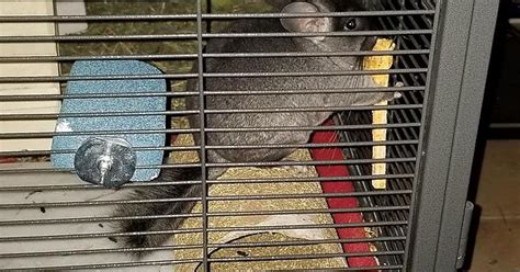 Chinchilla Graduating From Problem Solving 101 Album On Imgur