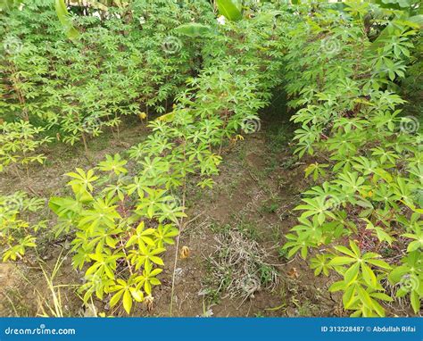 Image Display Of Cassava Stock Image Image Of Cassava 313228487