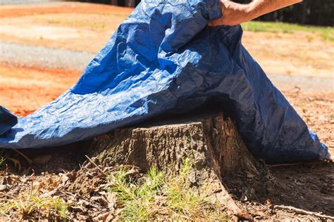 How To Kill A Tree Stump 4 Different Ways