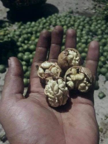 Snow White Kashmiri Walnut Kernel At Rs 1100kg Akhrot Giri In