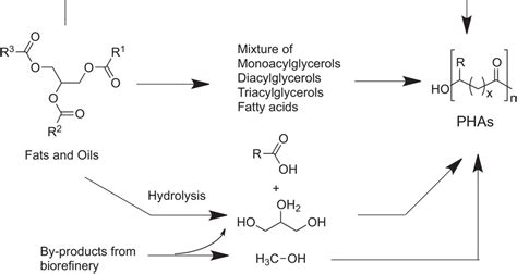 Polyhydroxyalkanoates Recent Advances In Their Synthesis And