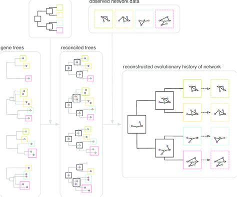 Gene Species Tree Reconciliation Durand Et Al 2006 Forms The Basis