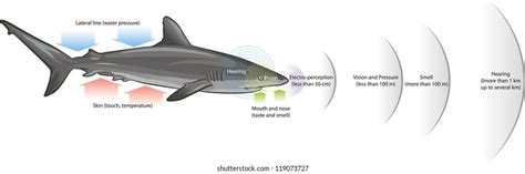 Vector Illustration Shows Basic Shark Senses Stock Vector Royalty Free