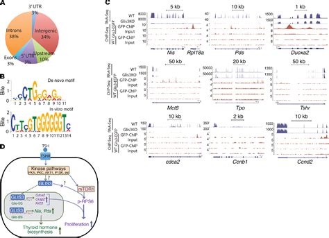 Figure 3 From Glis3 Is Indispensable For Tshtshr Dependent Thyroid