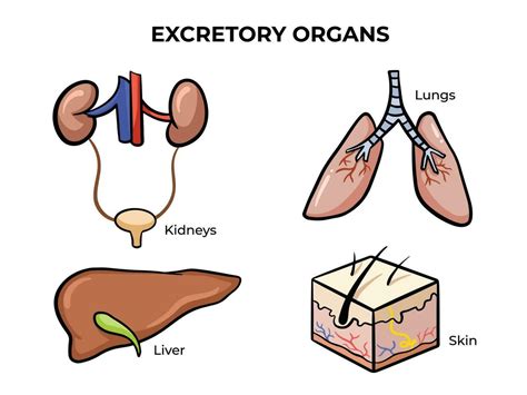 Parts Of Excretory System