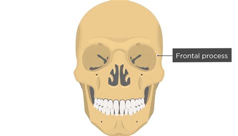Zygomatic Bone Anatomy Getbodysmart