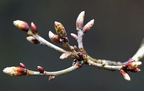 بررسی انواع جوانه در درختان میوه