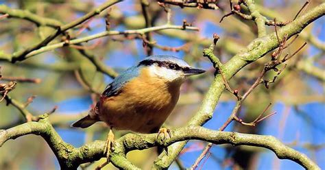 Nuthatch Uk Album On Imgur