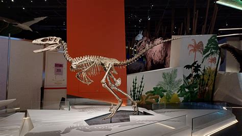 Fossilporn Cool Pictures Of Fossils Sfw