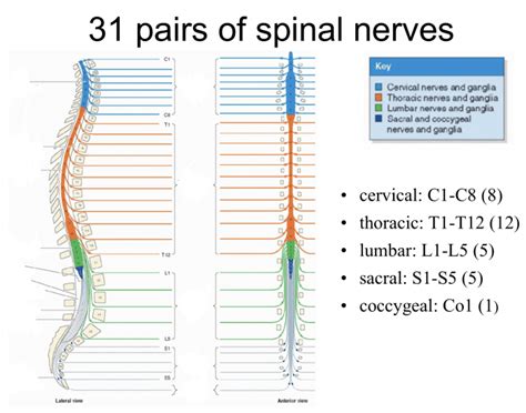 31 Pairs Of Spinal Nerves Quiz