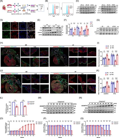 Isolation And Localization Of Endocardial Endothelial Cells Eecs For
