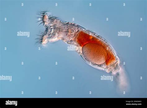 Rotifer Under A Microscope