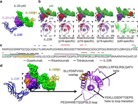 Structural Basis For P19 Targeting By Antiil 23 Biologics