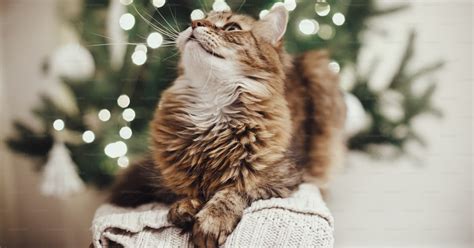 크리스마스 트리 조명을 배경으로 니트 스웨터를 입고 쉬는 호기심 많은 표정을 가진 사랑스러운 얼룩무늬 고양이 축제 스칸디나비아 방에 앉아 있는 귀여운 메인 쿤 애완