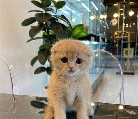 먼치킨 고양이 스코티시 폴드