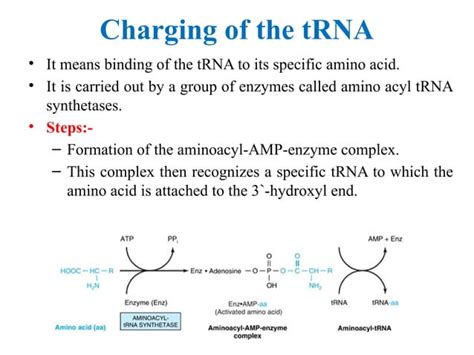 Genetic Code And Mutation Types And Effects Pptx