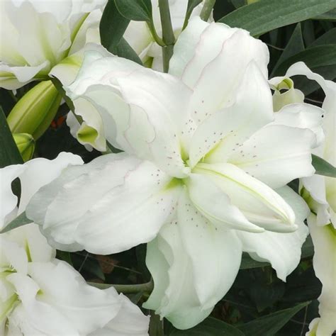 Лилия Лотус пьюр (lotus pure) купить саженцы в Новосибирске.