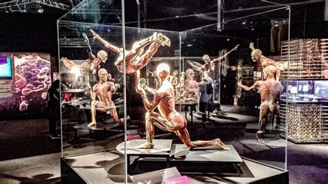 Body Worlds This Is What A Visit To The Human Body Exhibition Is Like