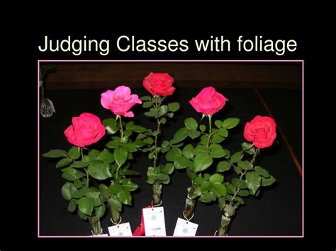 Ppt New Guidelines For Judging Challenge Classes And Collections