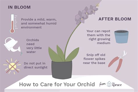 Orchids Indoor Plant Care And Growing Guide