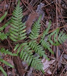 SCDNR Species Bracken Fern