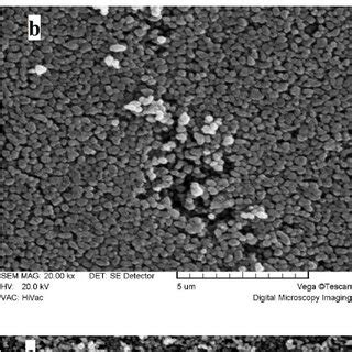 PDF Titanium Oxide TiO2 Coatings On NiTi Shape Memory Substrate Using Electrophoretic