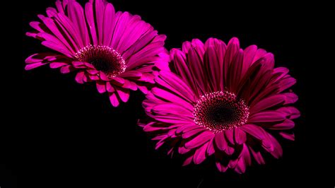 Daisy 4k Wallpapers Top Free Daisy 4k Backgrounds Wallpaperaccess