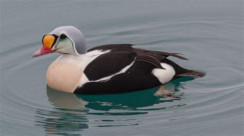 King Eider