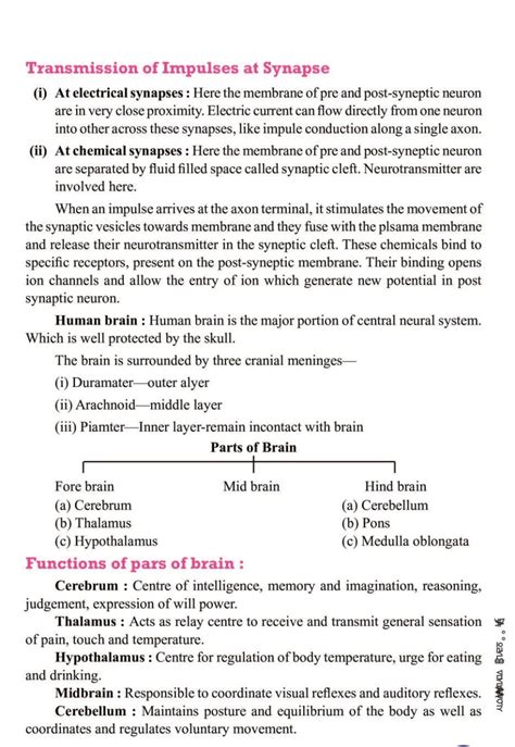 Neural Control And Coordination Class 11 Notes Pdf तंत्रिकीय नियंत्रण एवं समन्वय के नोट्स