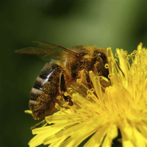 Facts About Bees Factopolis