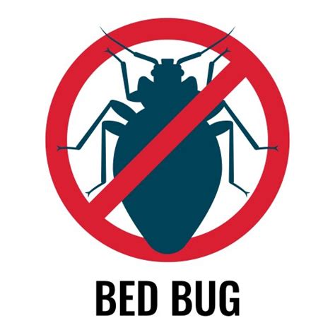 Bed Bug Anatomy Royalty Free Vector Image Vectorstock