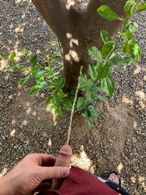 I Heard You Are Supposed To Pee On Your Citrus Trees R Pissing
