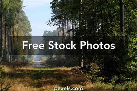 Nature Sunrise Forest Toadstool Photos Download The Best Free Nature