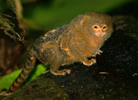 Pygmy Marmoset Facts Habitat Diet Pictures And More