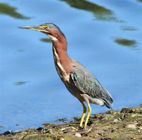 Discover The Herons Of Northern Minnesota Park Rapids Enterprise
