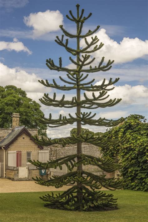 Scientific Name Araucaria Araucana In Vancouver Bc Its Called The