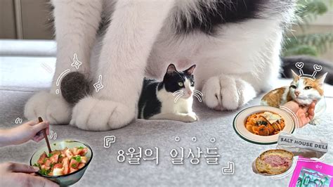 Vlog ☀️8월의 일상들 토마토무침과 갈비탕 만들기 고양이 노즈워크 일상브이로그 📚독서브이로그 🐈🐈‍⬛고양이 브이로그 집밥브이로그🍚 Youtube