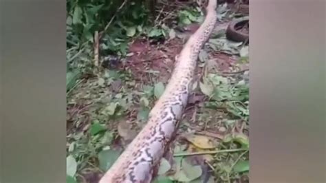 Bonnie Blue Knackt Sex Rekord Ihr Ehemann Ist Darüber Gar Nicht Glücklich