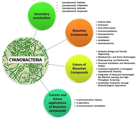 Bioactive Compounds Future Potential And Diverse Applications Of Download Scientific Diagram