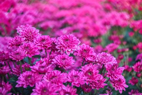 15 Mum Colors You Didnt Know Existed Theyre Stunning