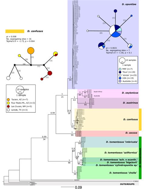 1 Bayesian And Maximum Likelihood Phylogenies For The 12s Gene Region