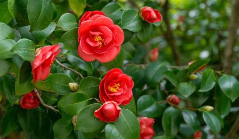 How Long Do Camellias Take To Flower At James Glassop Blog