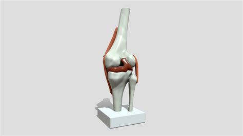 Knee Model 3d